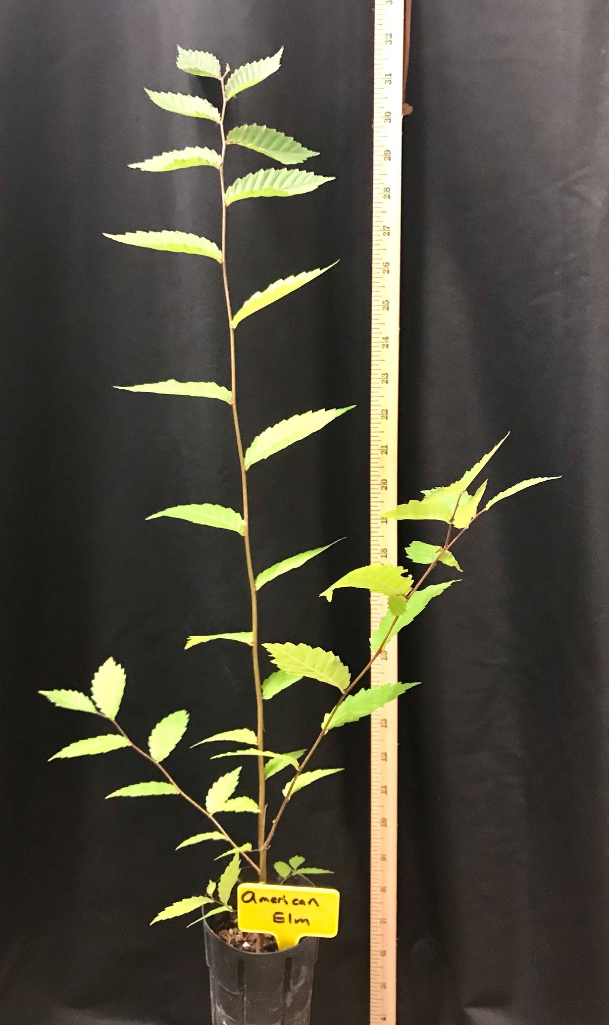 D40 - American Elm - Container – West Texas Nursery