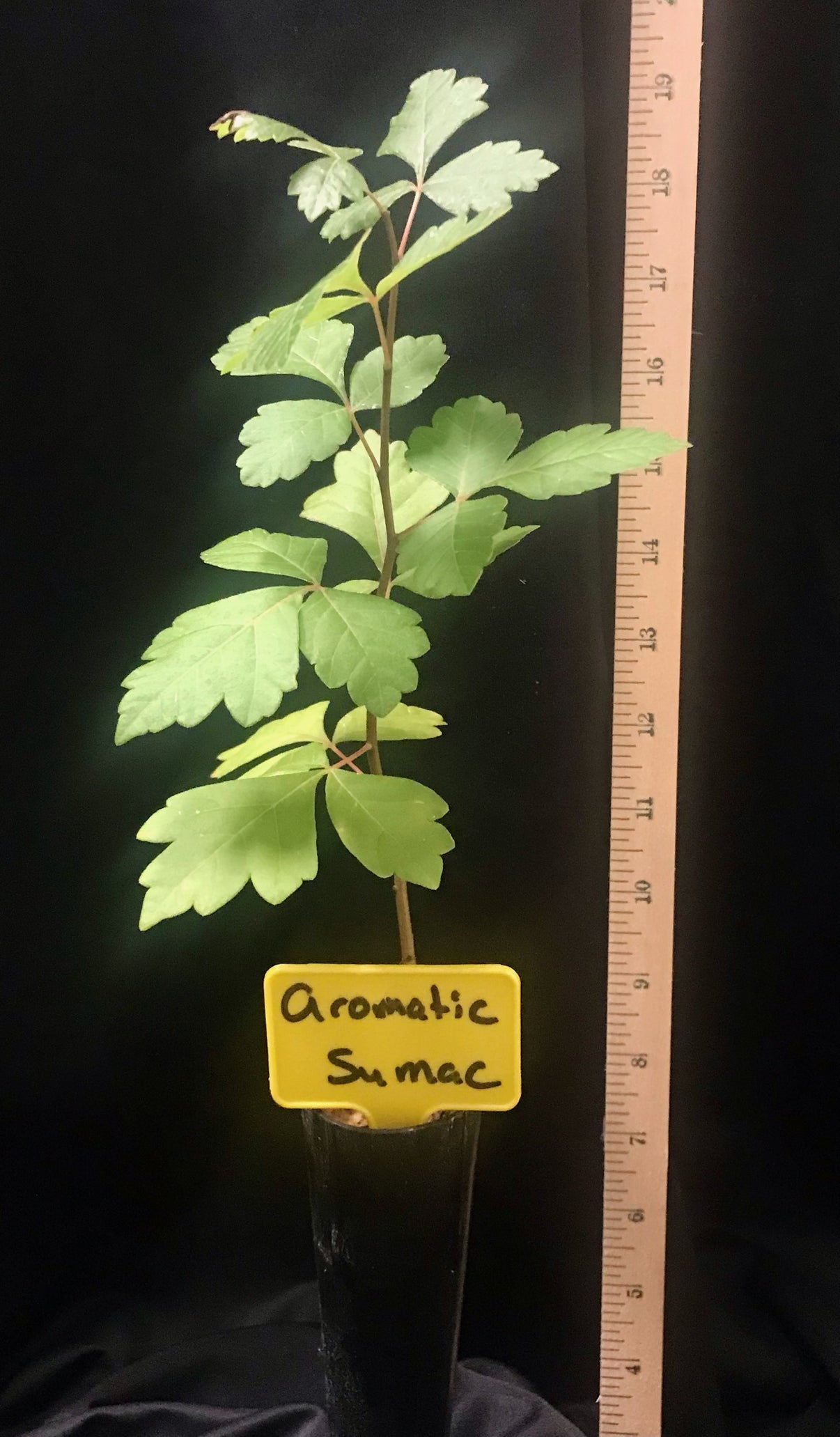 Aromatic Sumac - Container – West Texas Nursery