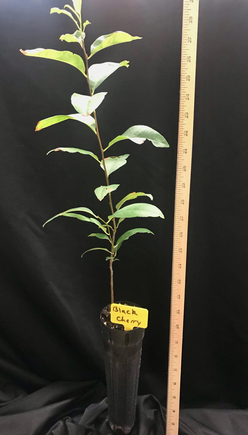 D40 - Black Cherry - Container – West Texas Nursery