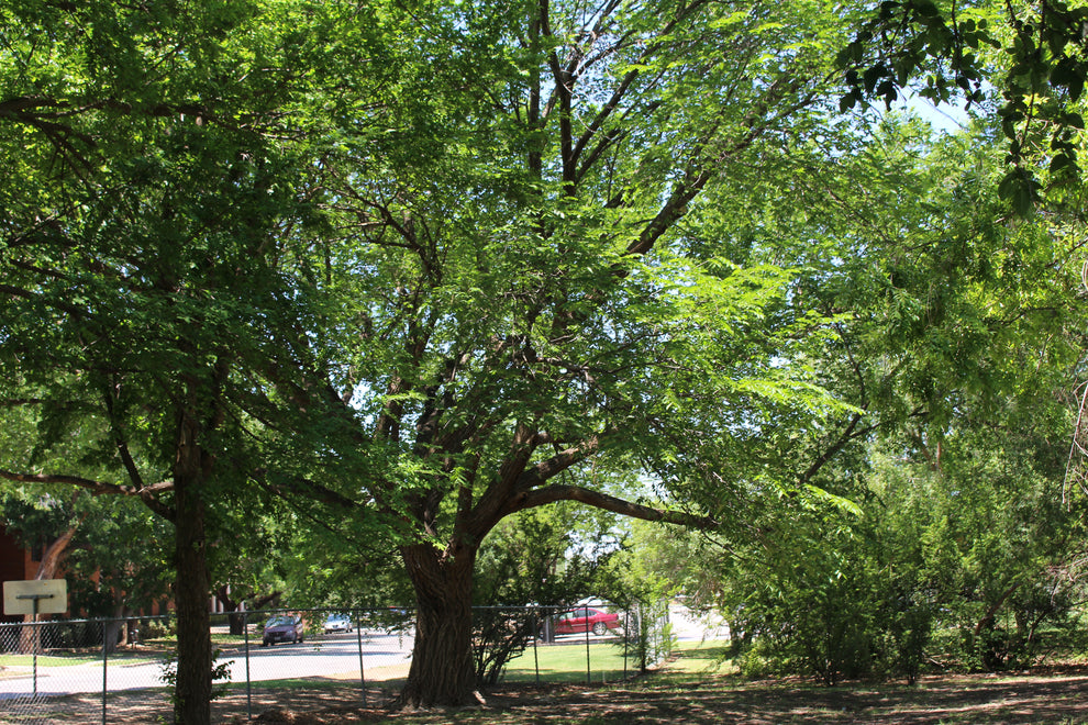 D40 - American Elm - Container – West Texas Nursery