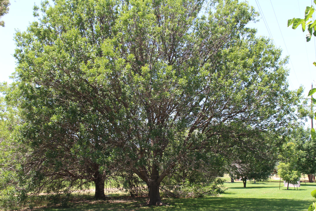 Texas Ash - Container – West Texas Nursery