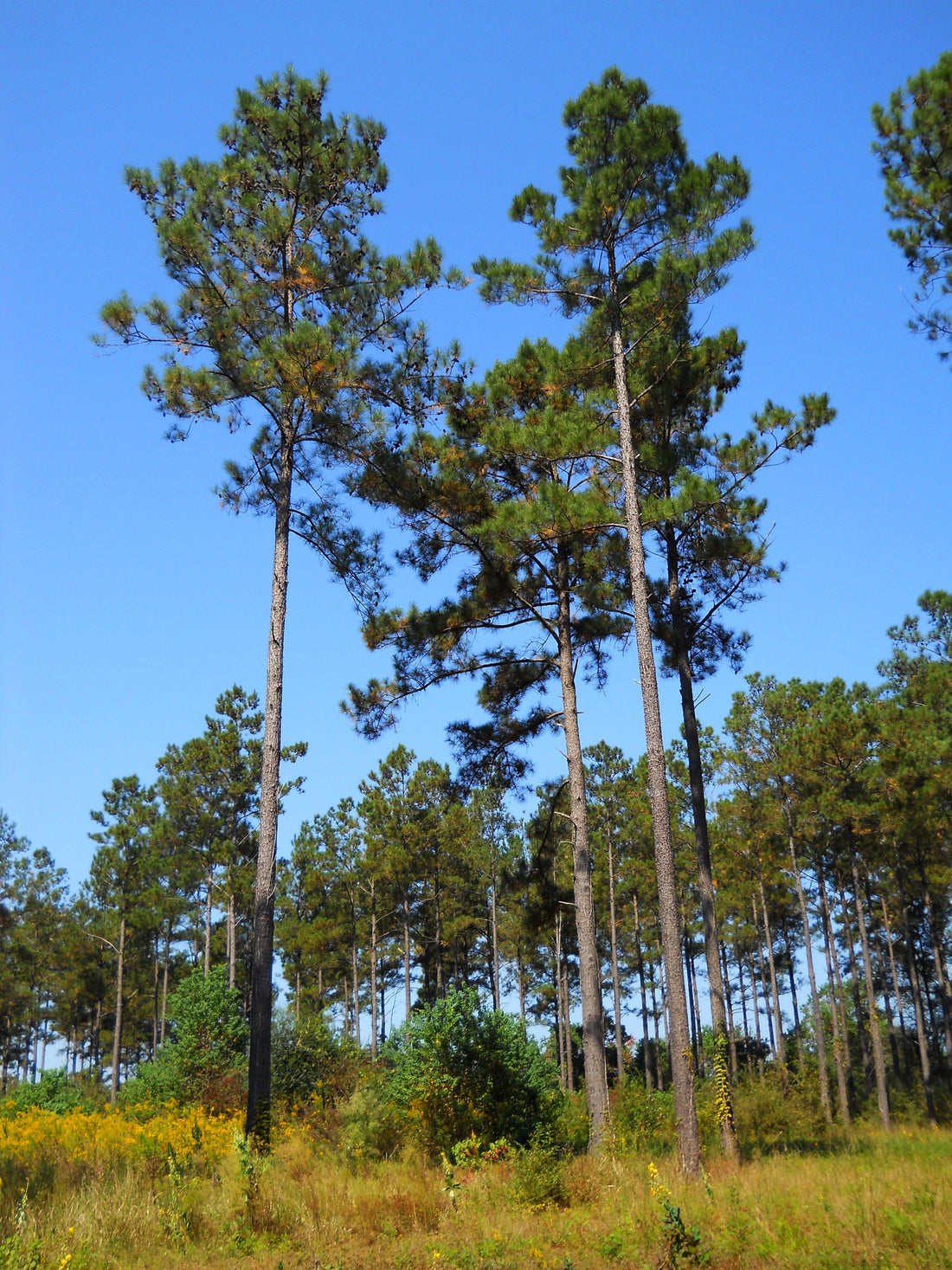 Loblolly Pine - Container – West Texas Nursery