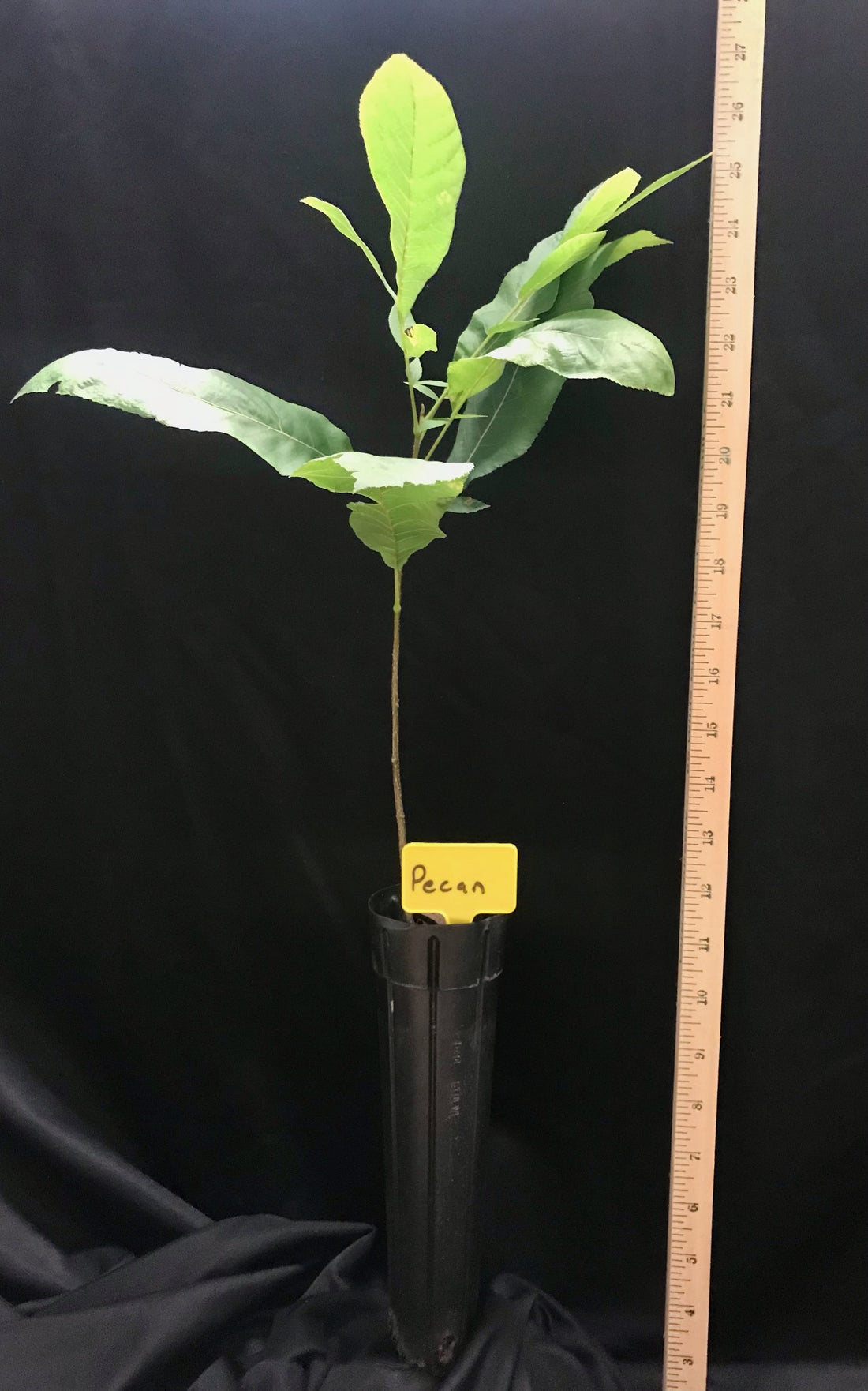 D40 - Pecan - Container – West Texas Nursery