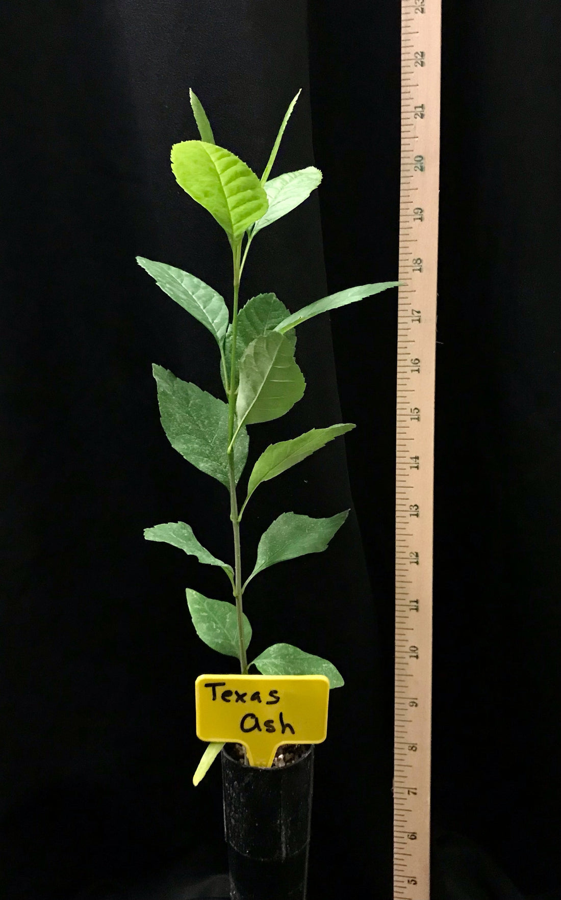 Texas Ash - Container – West Texas Nursery
